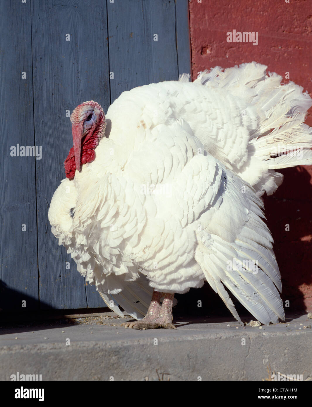 Turkey stag hi-res stock photography and images - Alamy