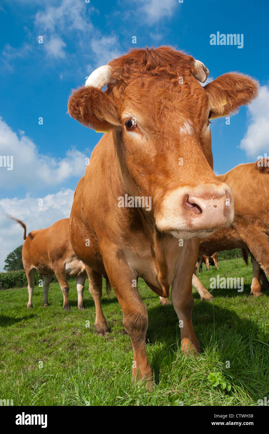 brown limousine cow in a dutch meadow Stock Photo - Alamy
