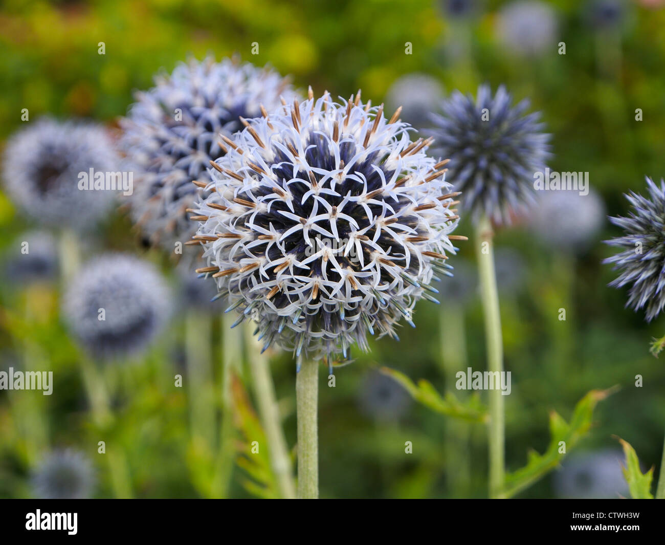 a close up of echinops Stock Photo - Alamy