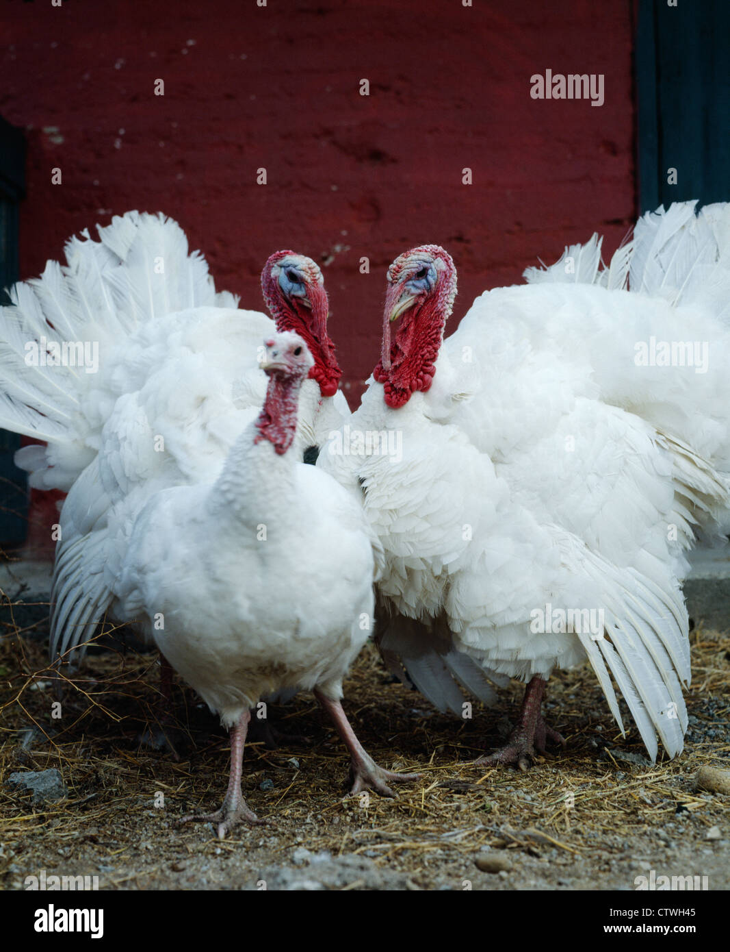White feather turkey hi-res stock photography and images - Alamy