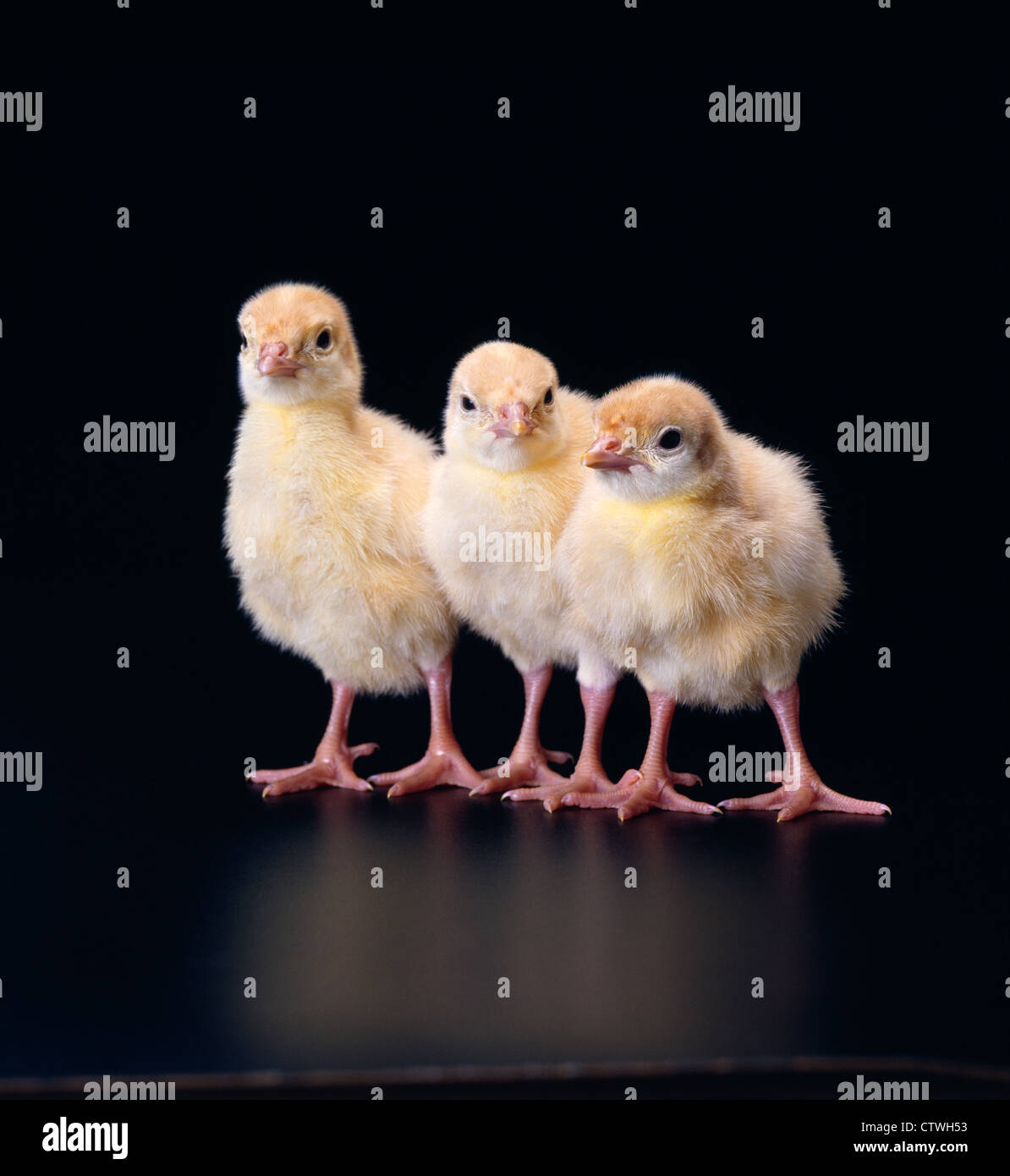 Poultry farming georgia hi-res stock photography and images - Alamy