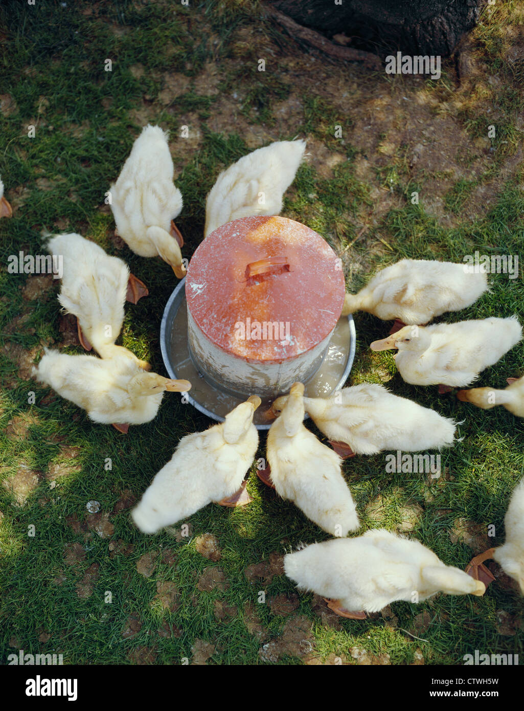 American pekin ducks hi-res stock photography and images - Alamy