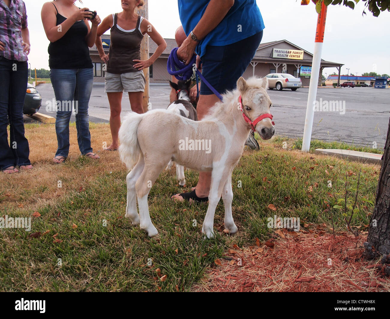 American miniature pony hi-res stock photography and images - Alamy
