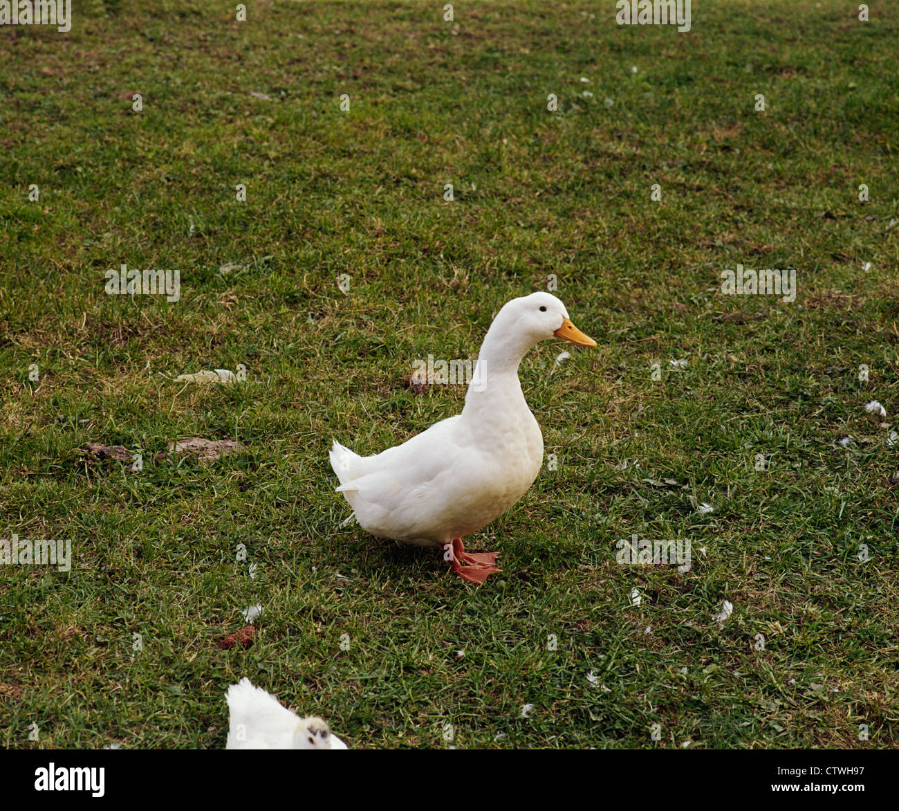 PEKIN DUCK (ADULT Stock Photo - Alamy