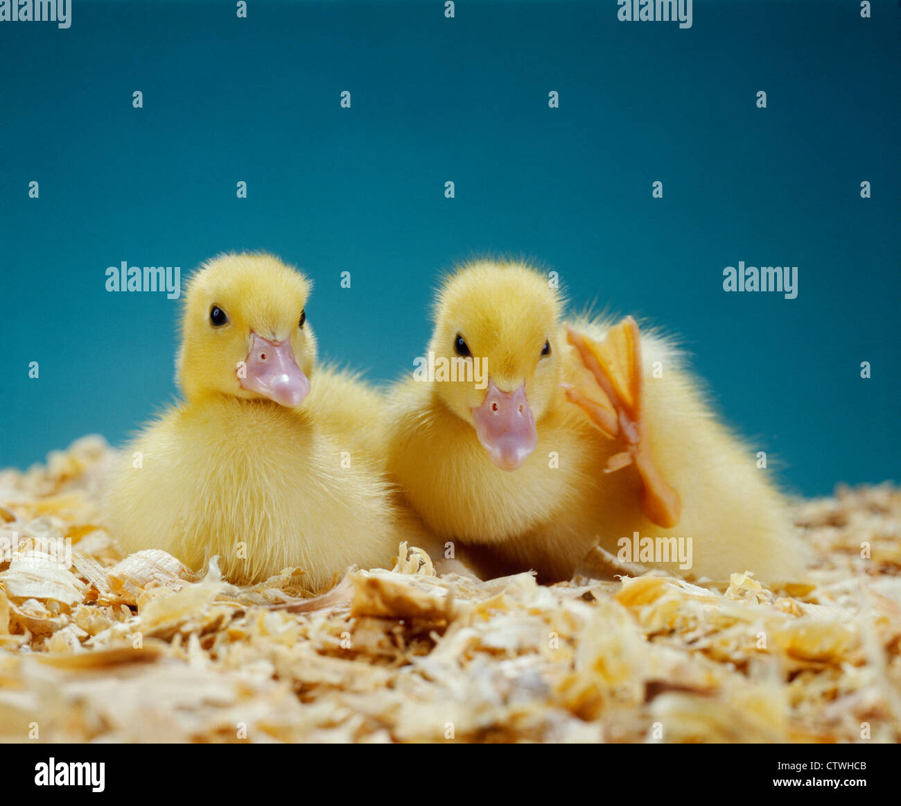 BABY DUCKS / STUDIO Stock Photo - Alamy