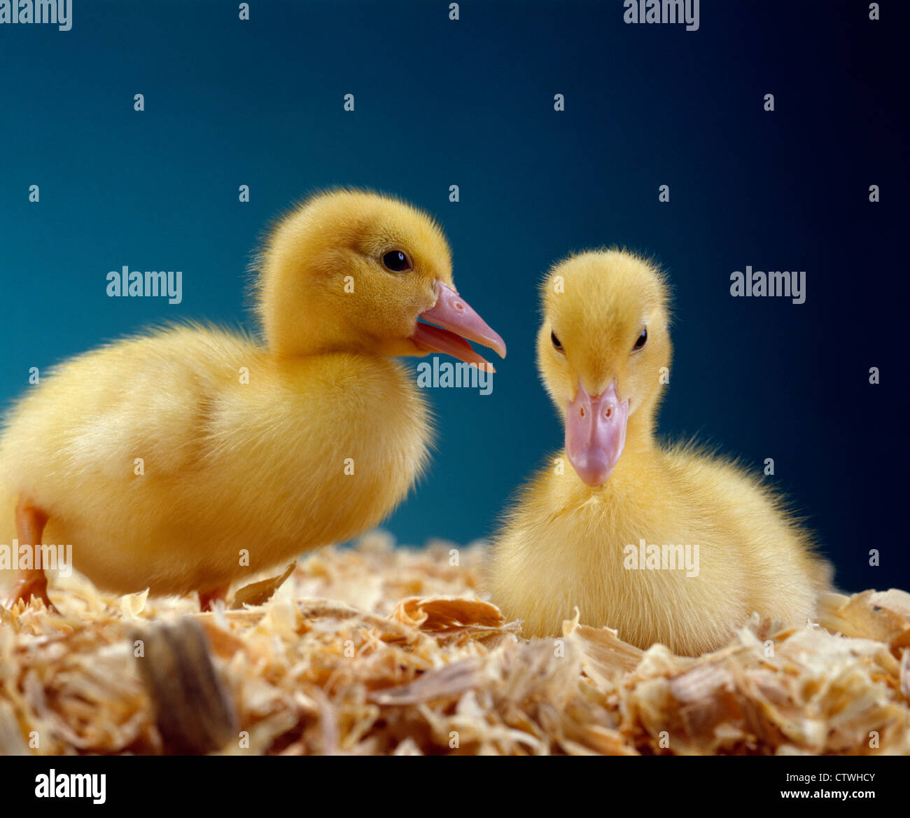 American pekin duckling hi-res stock photography and images - Alamy