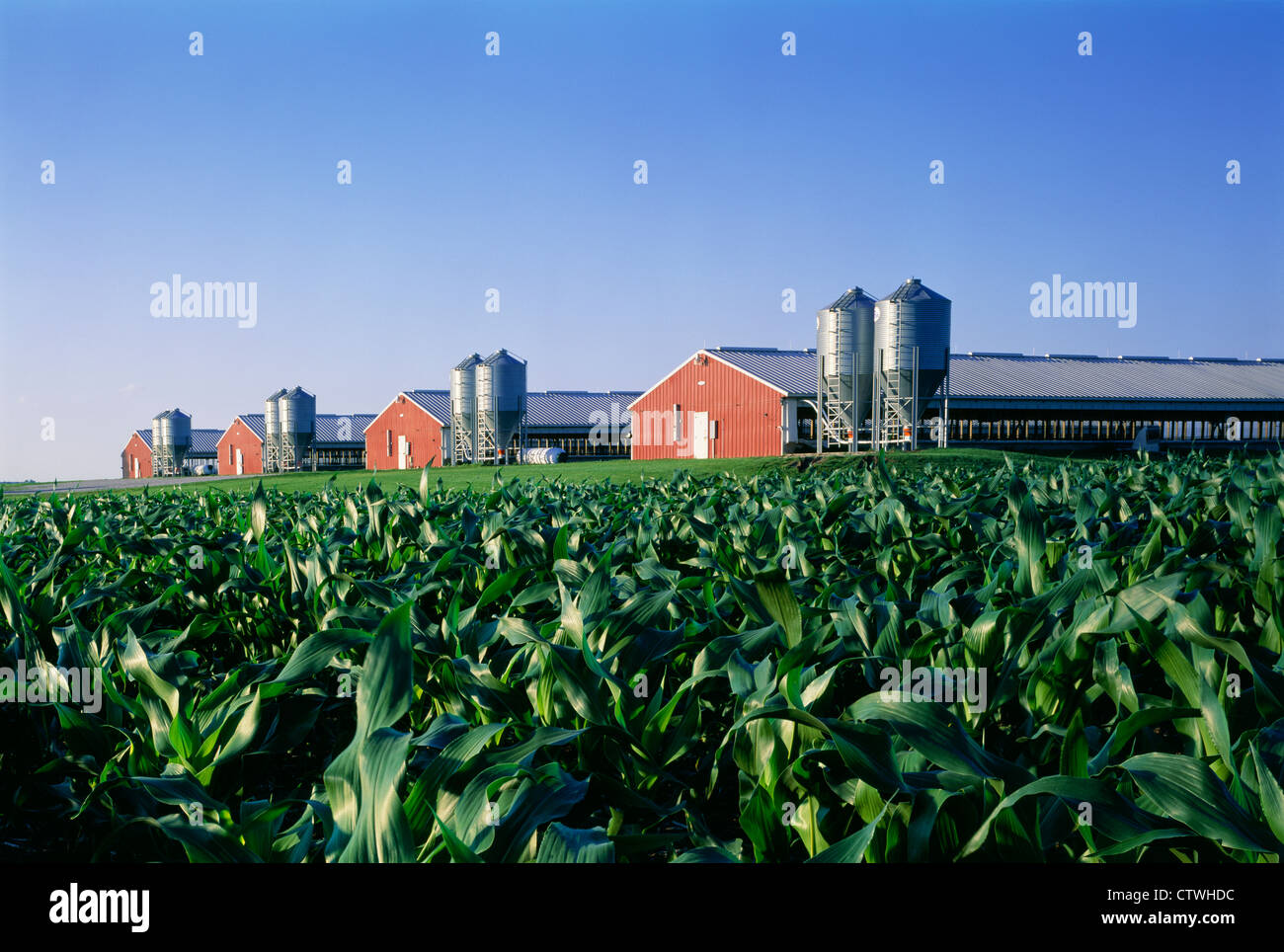 Hog buildings hi-res stock photography and images - Alamy