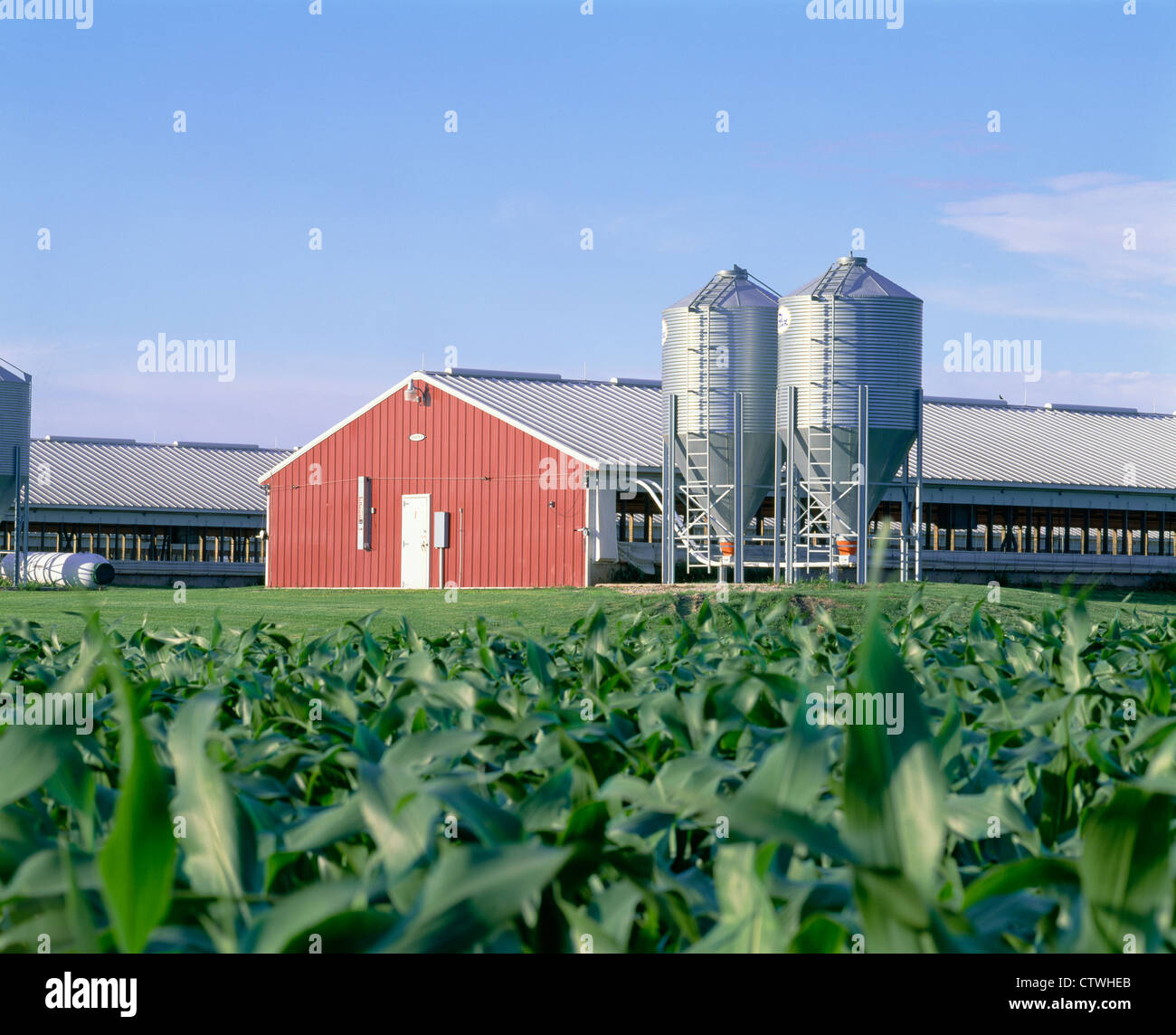 Iowa farm and pig hi-res stock photography and images - Alamy