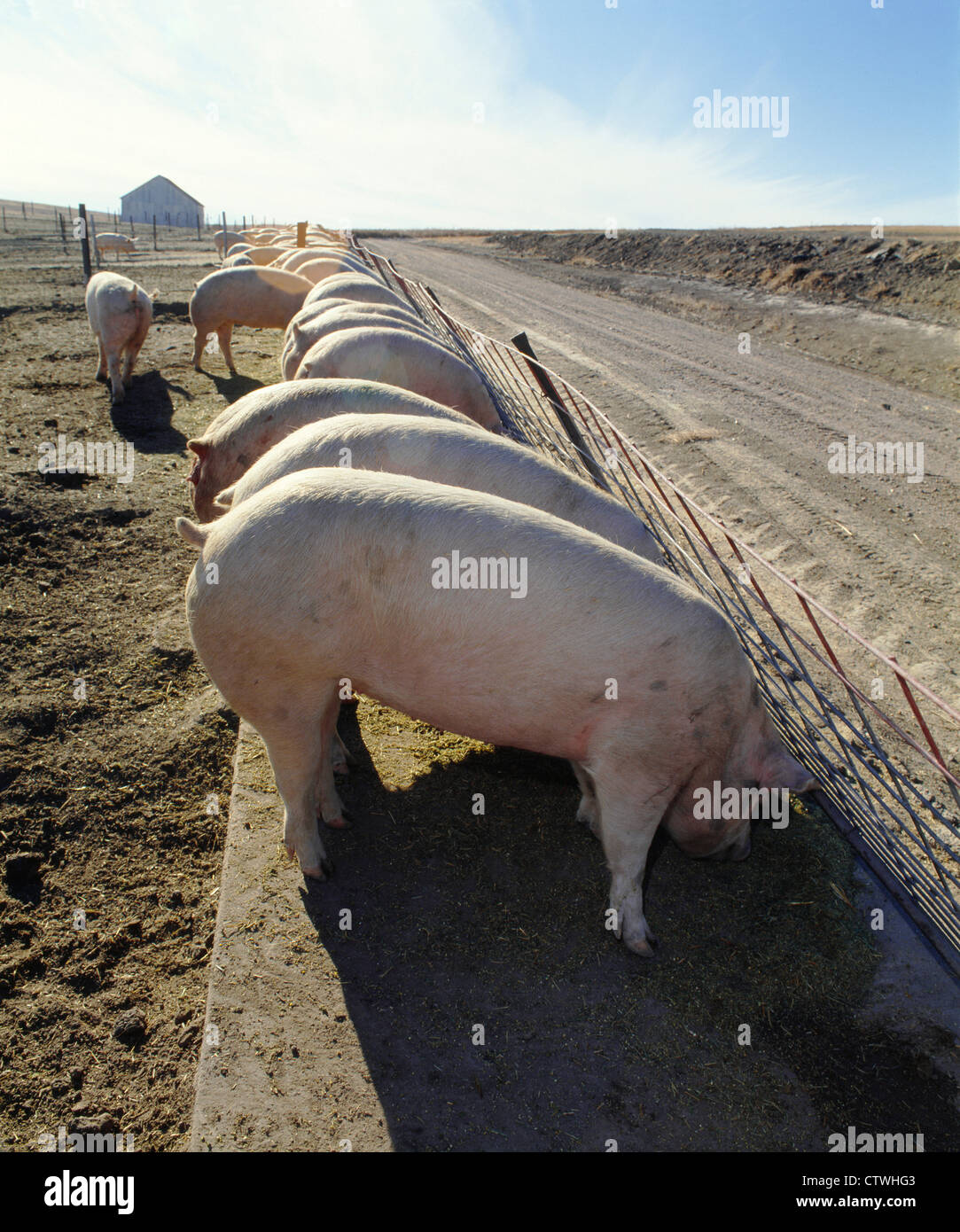 DRY CROSSBRED SOWS FEEDING Stock Photo - Alamy