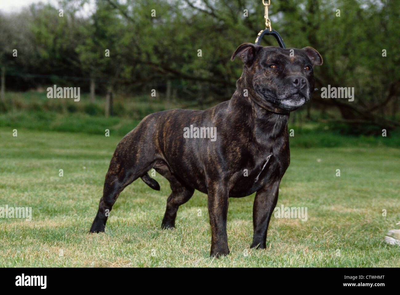STAFFORD BULL TERRIER / IRELAND Stock Photo - Alamy
