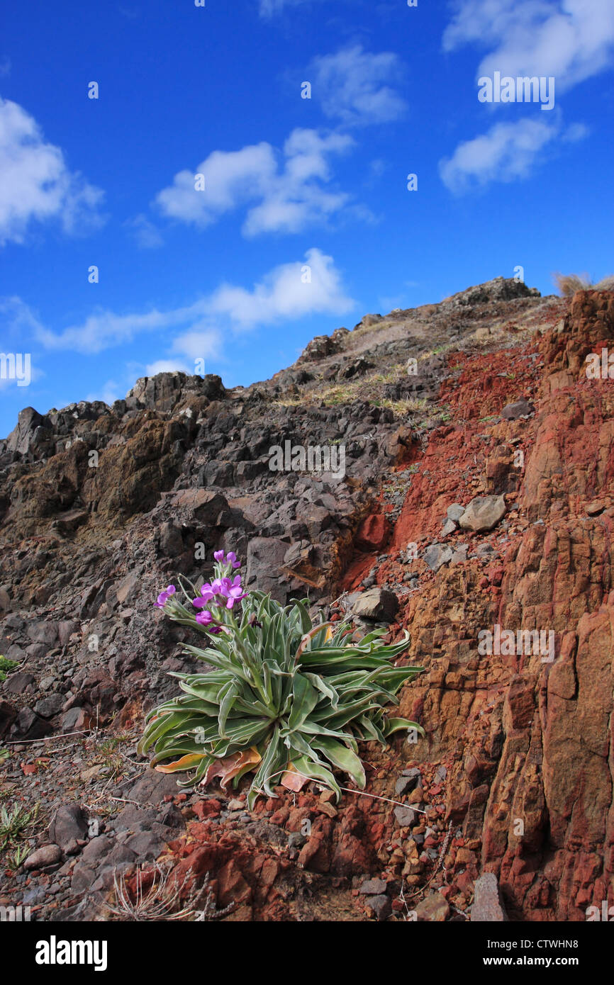 Colorful rocks with a flower, Madeira, Portugal Stock Photo - Alamy