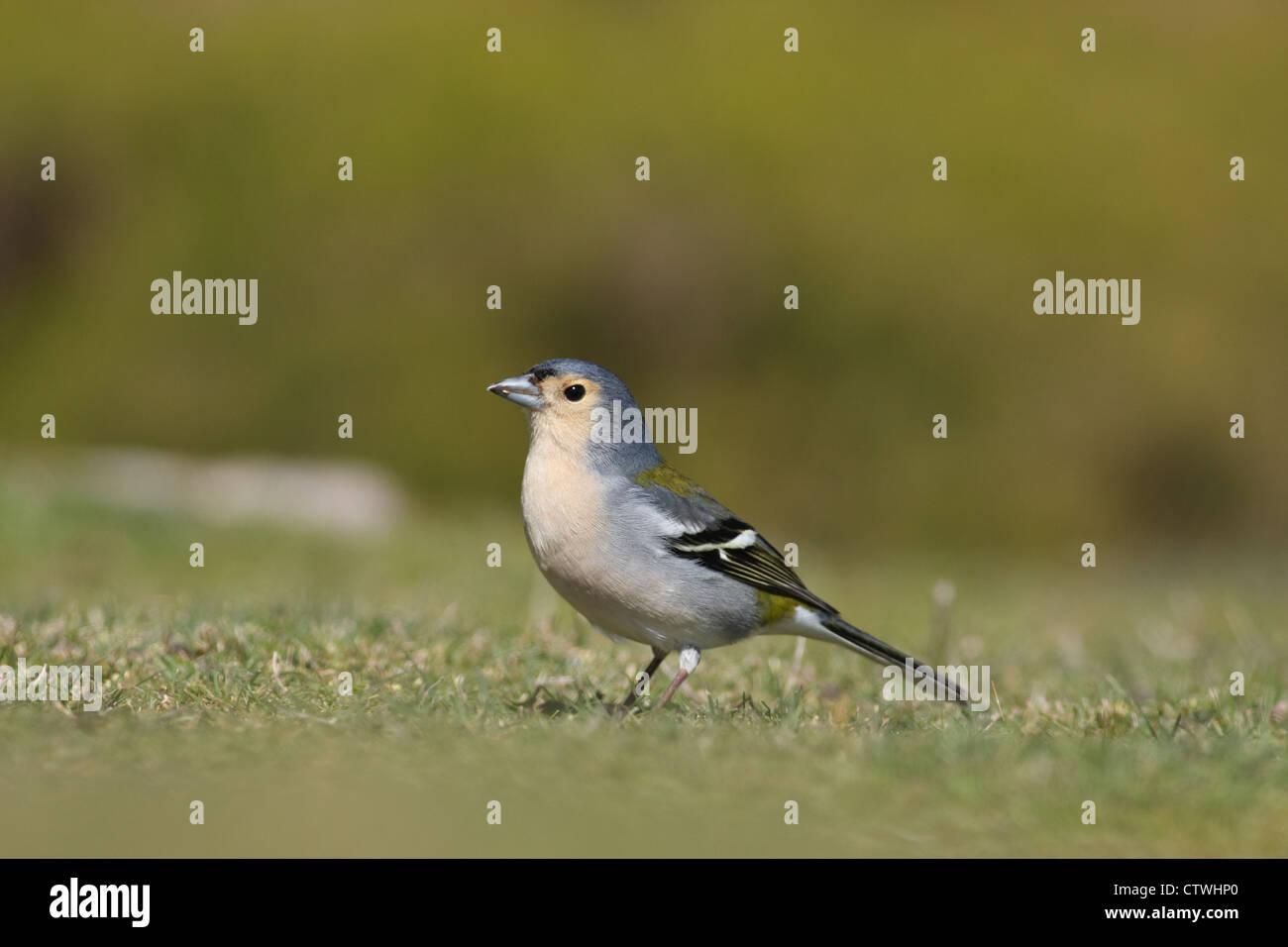 Madeira chaffinch (Fringilla coelebs) endemic subspecies Stock Photo ...