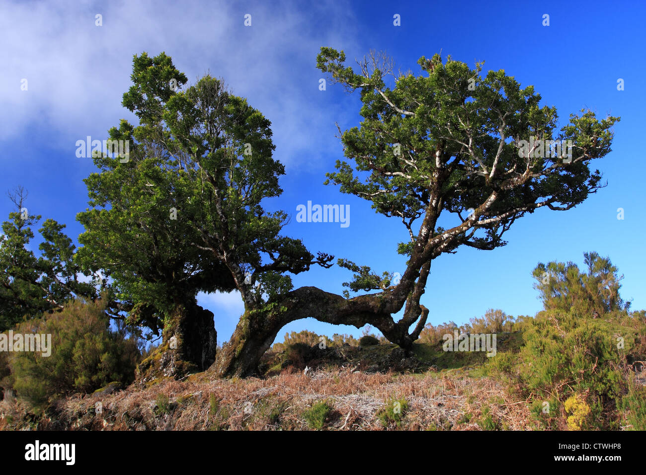 Old Laurel tree, Fanal, Madeira, Portugal Stock Photo - Alamy