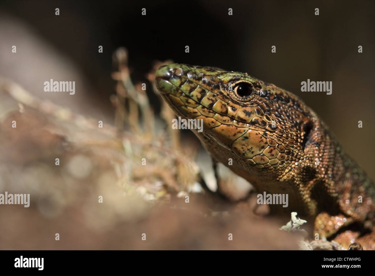 Madeira wall lizard hi-res stock photography and images - Alamy