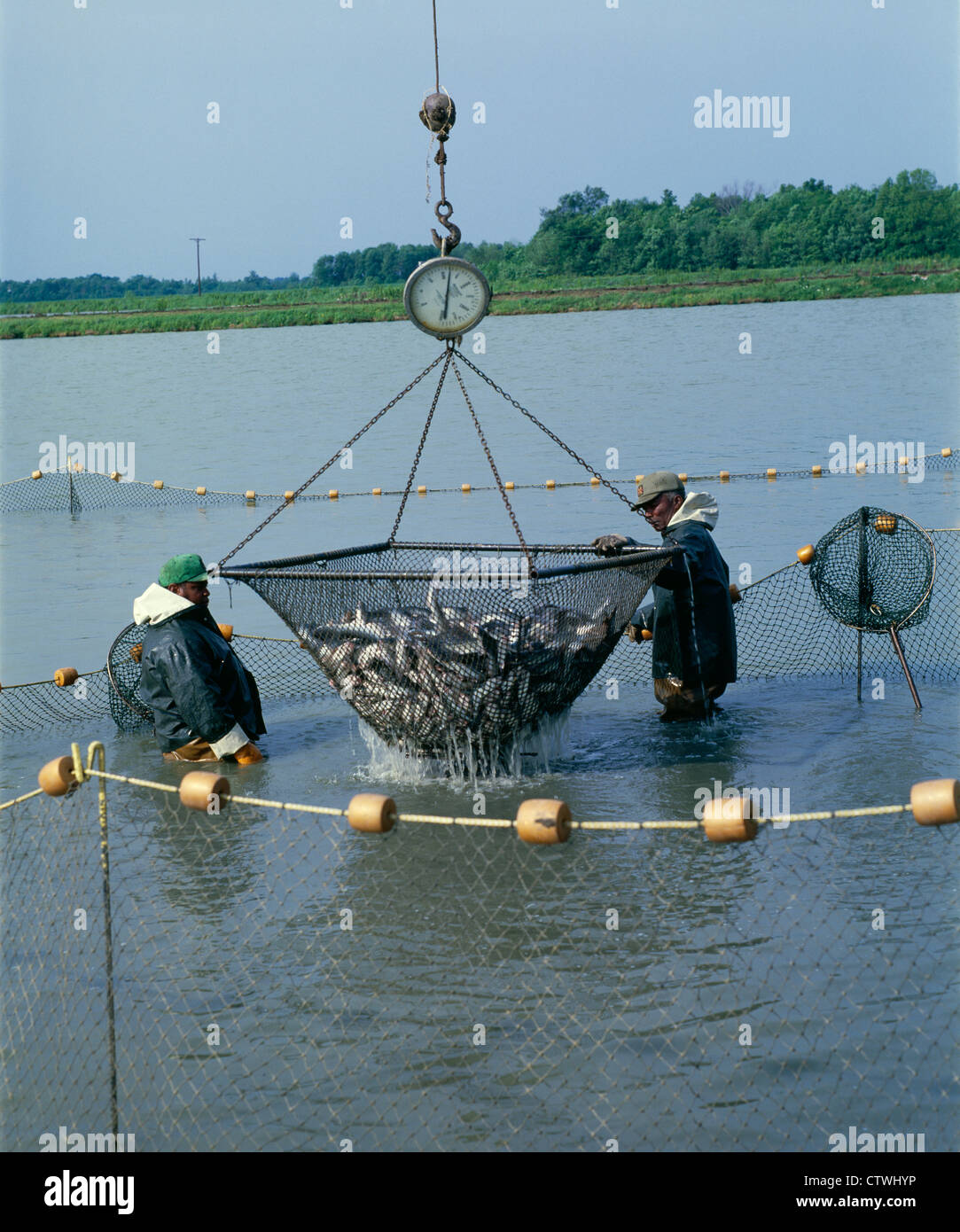 Catfish channel catfish hi-res stock photography and images - Alamy