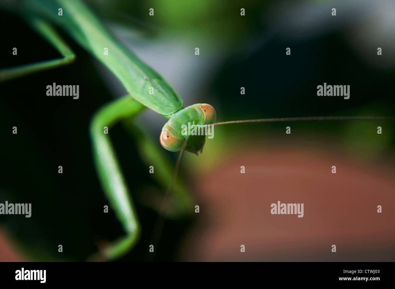 Chinese praying mantis hi-res stock photography and images - Alamy
