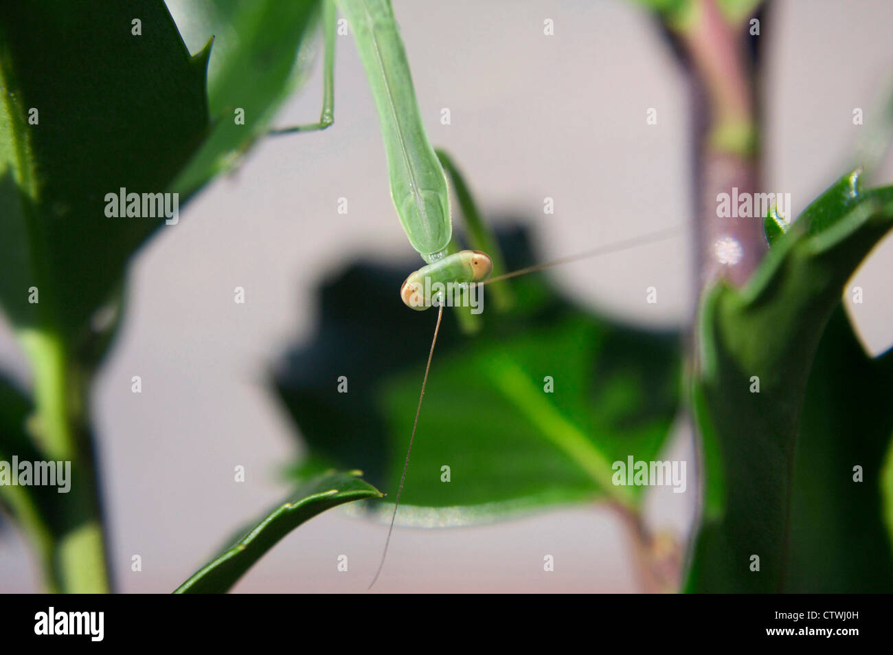Chinese praying mantis hi-res stock photography and images - Alamy