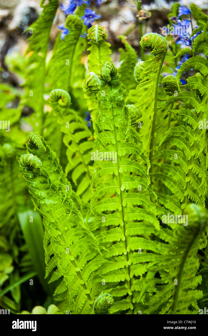 Ferns in an English Country Garden Stock Photo - Alamy