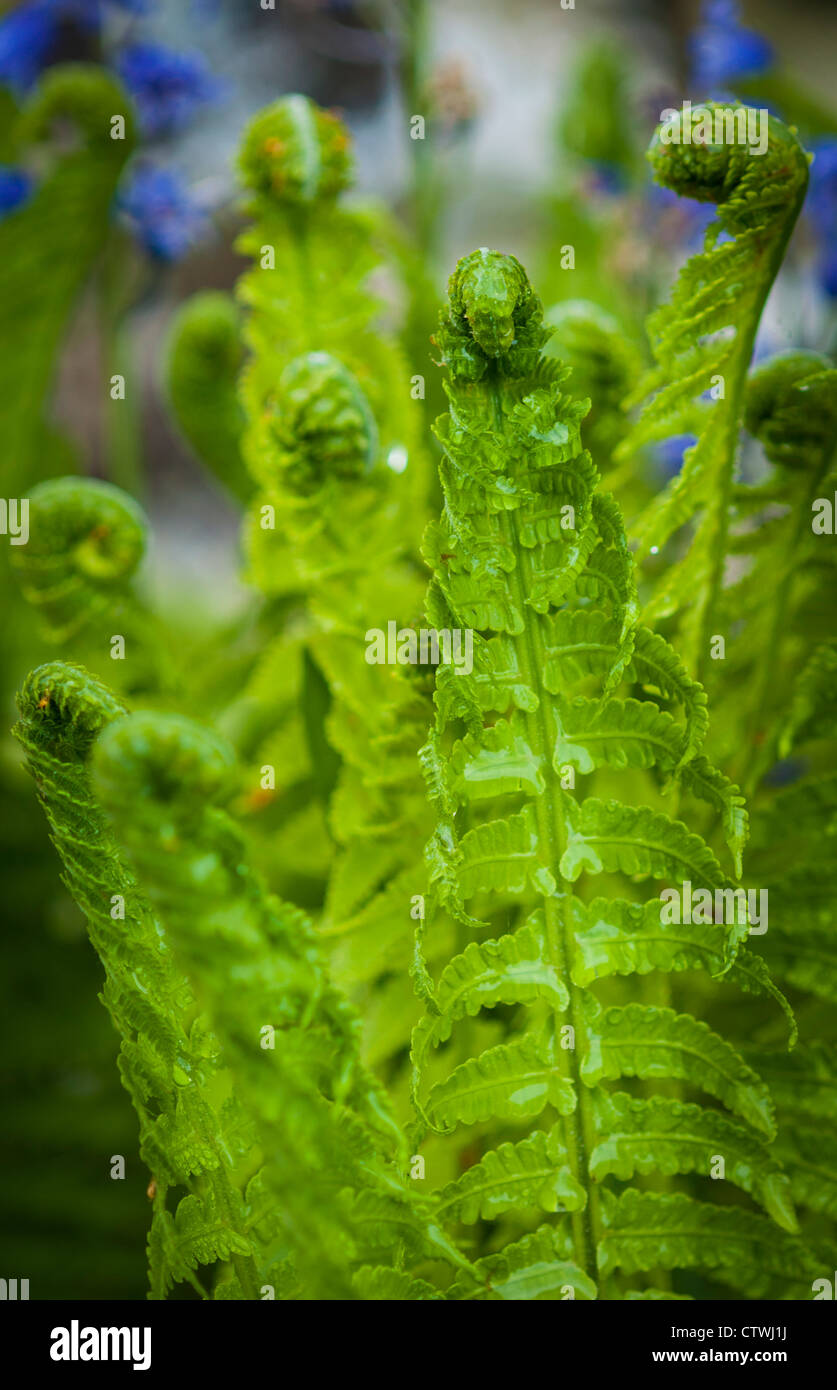 Ferns in an English Country Garden Stock Photo - Alamy