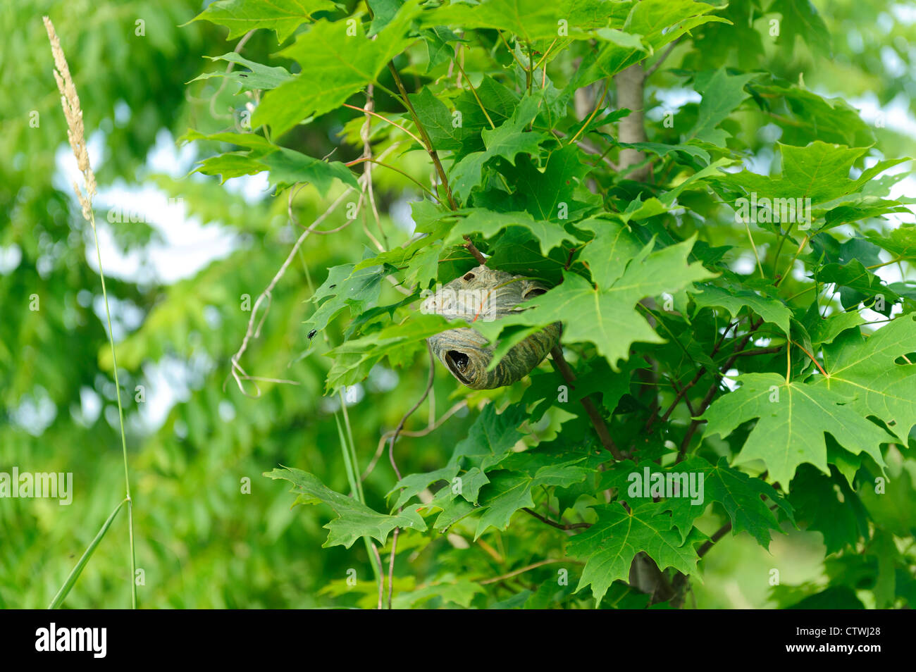 BALD FACED HORNET WASP OR WHITEFACED HORNET WASP (VESPULA MACULATA ...