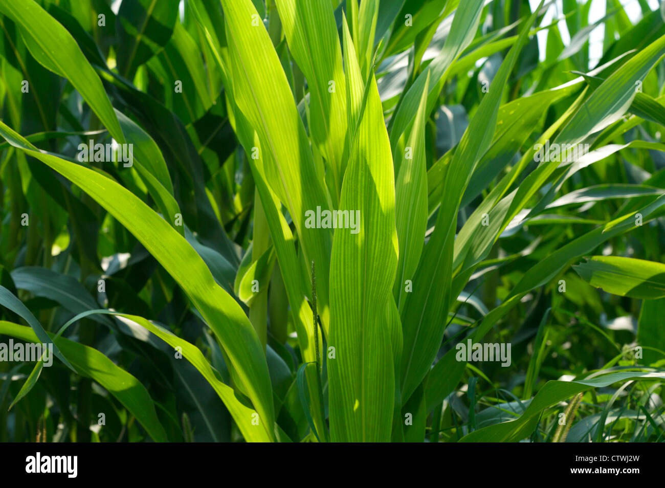 Growing corn leaves leaf hi-res stock photography and images - Alamy