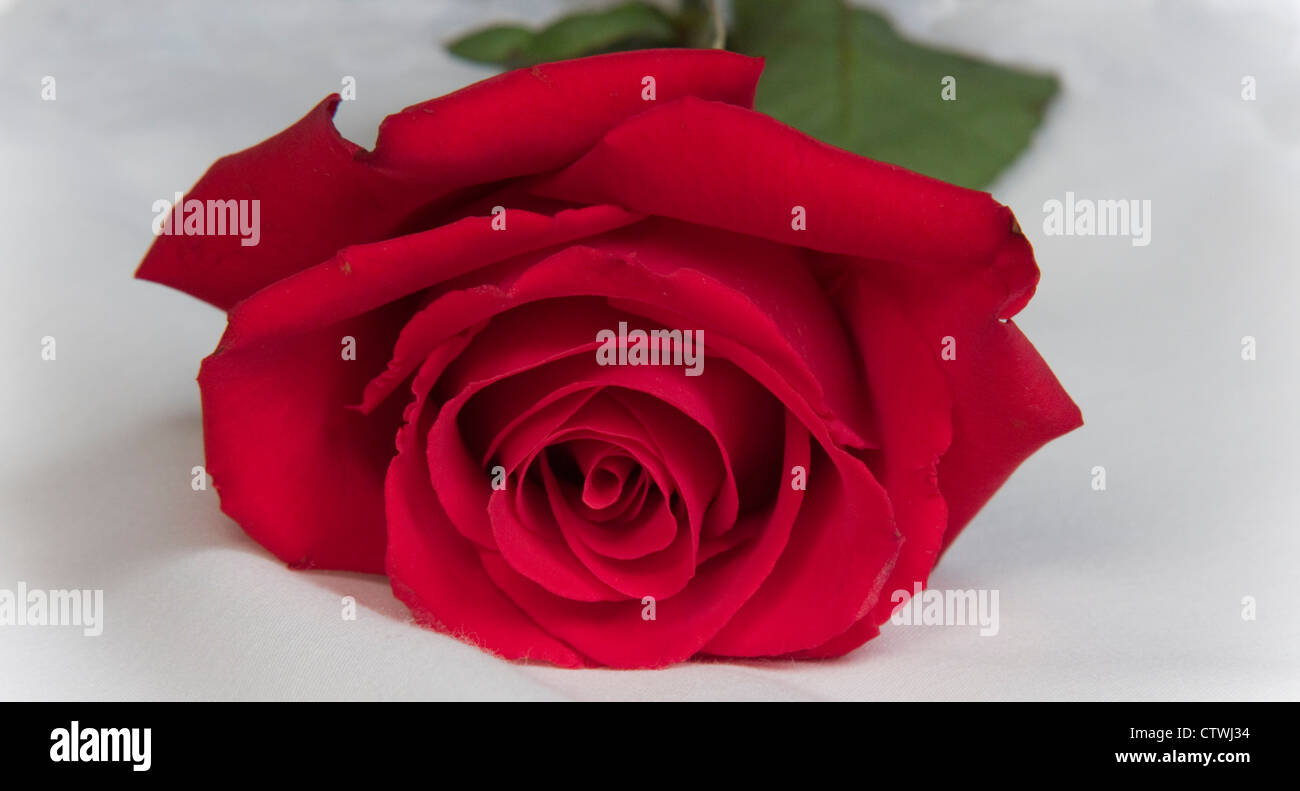 Beautiful red single rose hi-res stock photography and images - Alamy