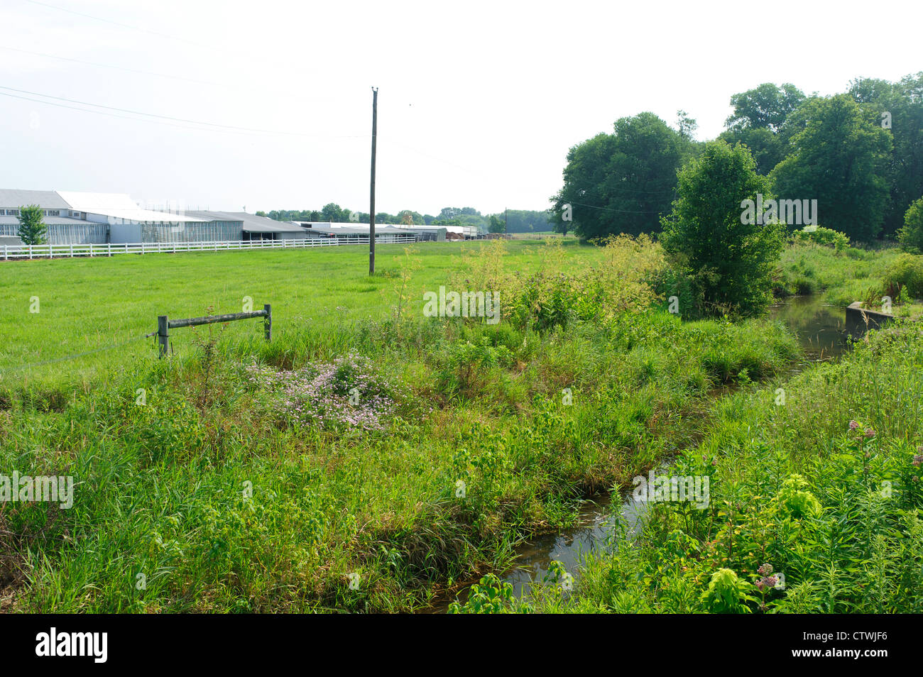 Riparian wildflowers hi-res stock photography and images - Alamy