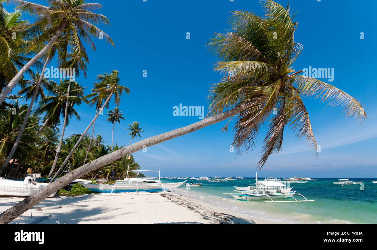 single palm tree on a philippine beach Stock Photo - Alamy