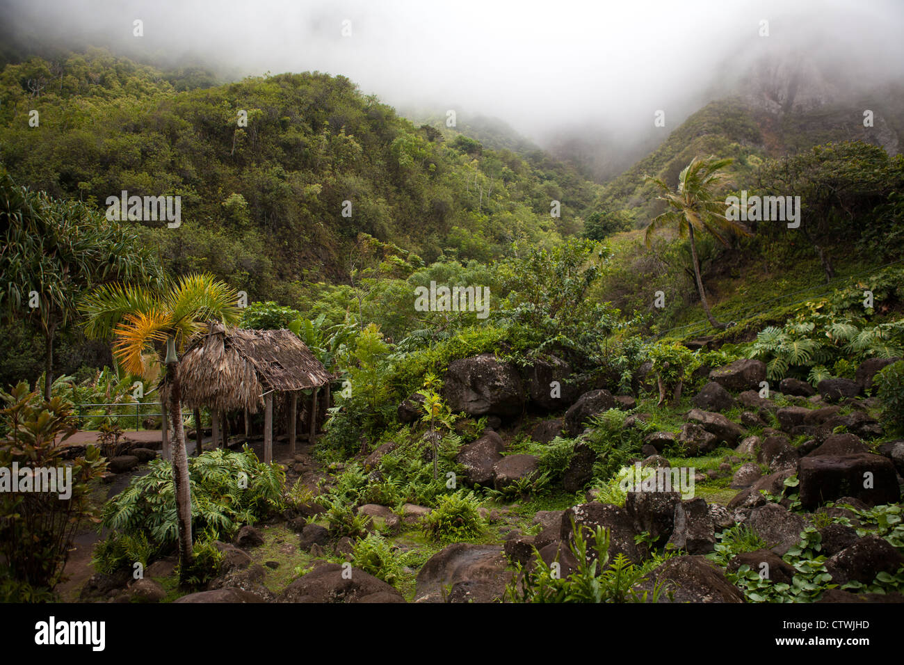 Lush rain forest of the Iao Valley in Maui, Hawaii Stock Photo - Alamy