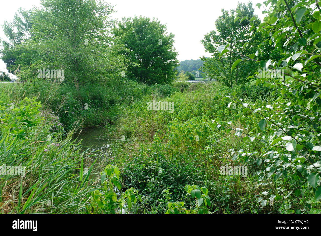 RIPARIAN BUFFER GROWTH AND STREAM SIDE FENCING ALONG BANKS OF SWARR RUN ...