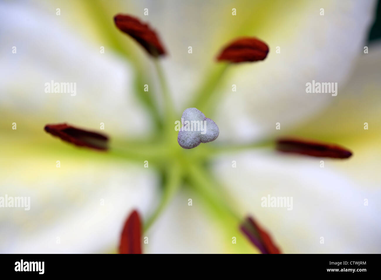 Detail of the flower of a lily Stock Photo - Alamy