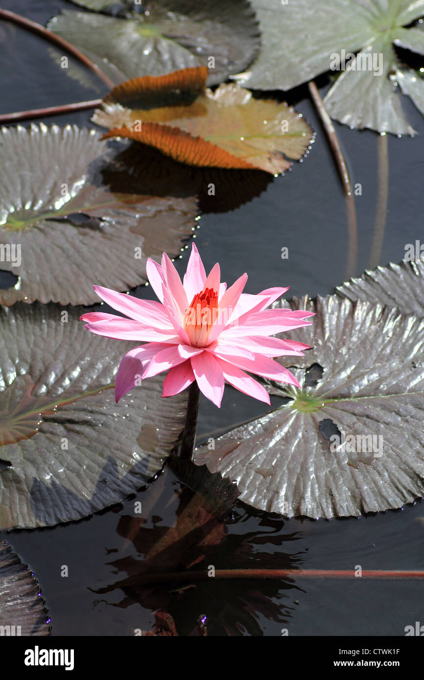 Nature lotus flowers hi-res stock photography and images - Alamy