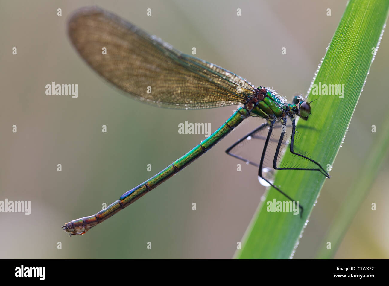 Dragonfly features hi-res stock photography and images - Alamy