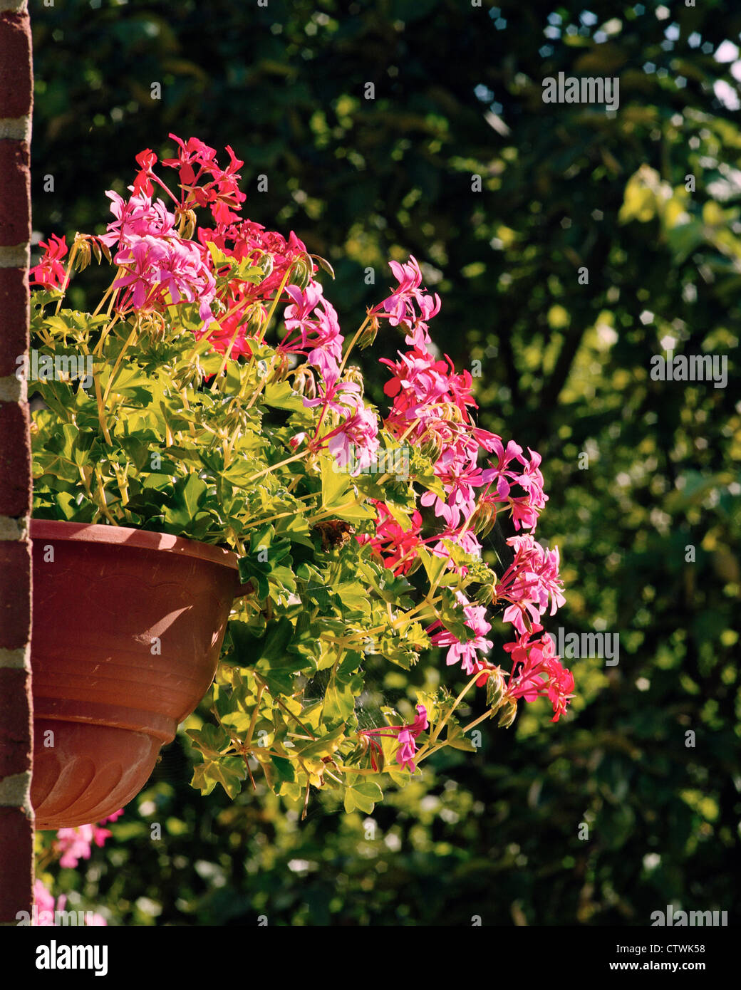 Trailing pink geraniums hi-res stock photography and images - Alamy