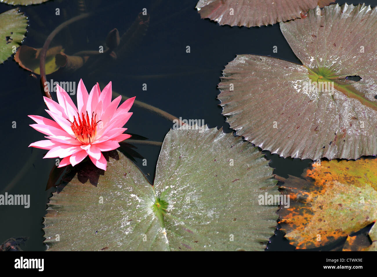 blossom lotus flowers Stock Photo - Alamy