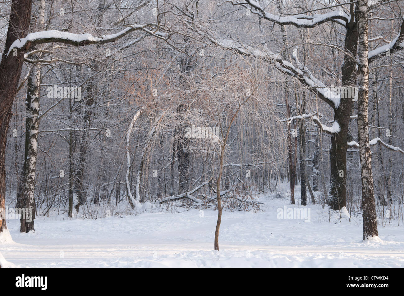 The winter lanscape of Sokolniki park in Moscow, Russia Stock Photo - Alamy