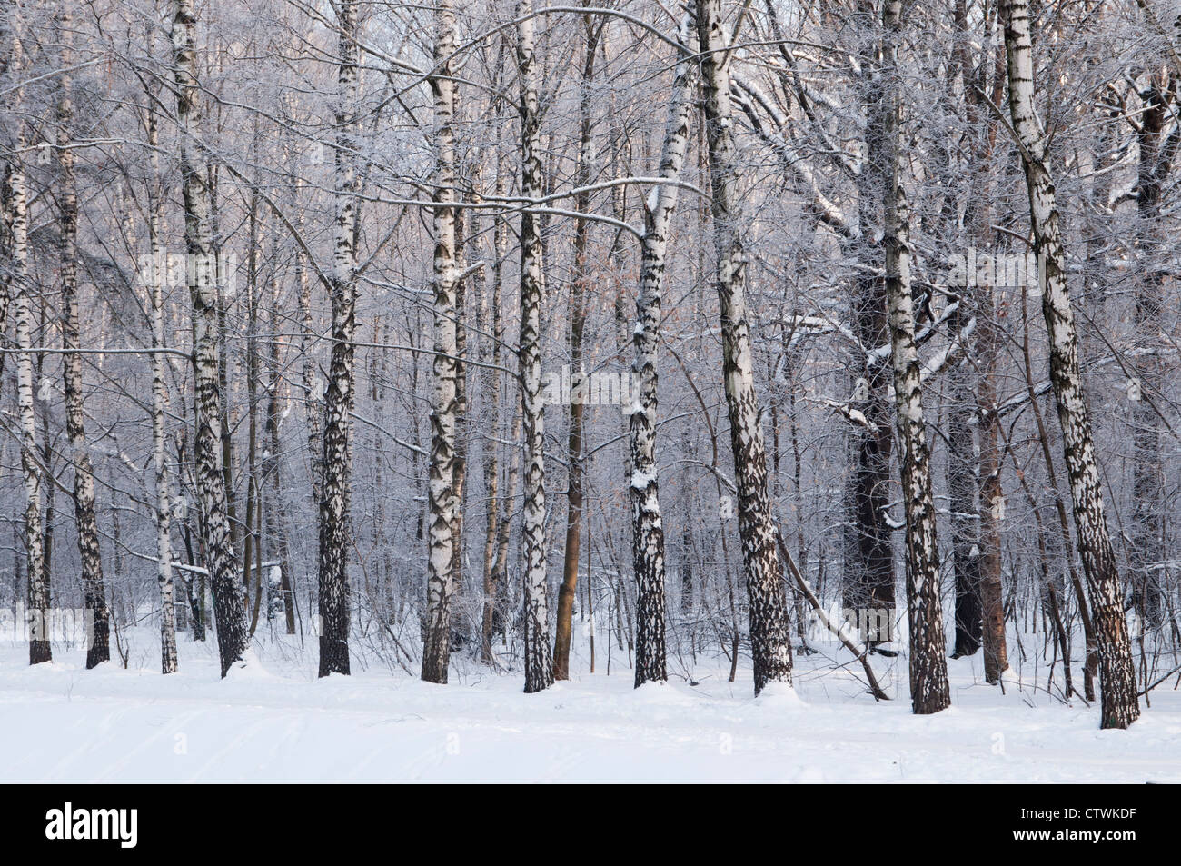 The winter lanscape of Sokolniki park in Moscow, Russia Stock Photo - Alamy