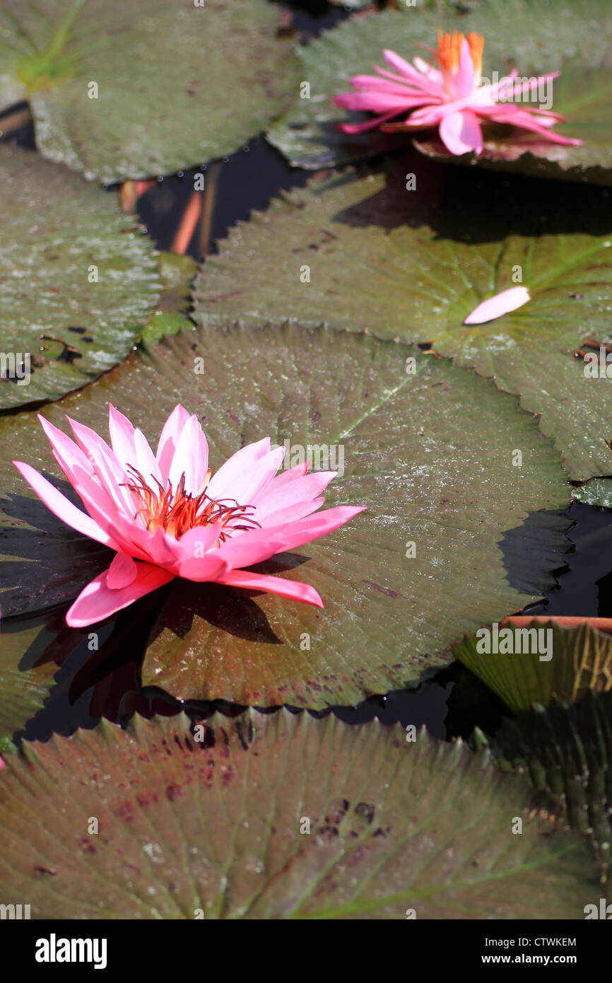 blossom lotus flowers Stock Photo - Alamy