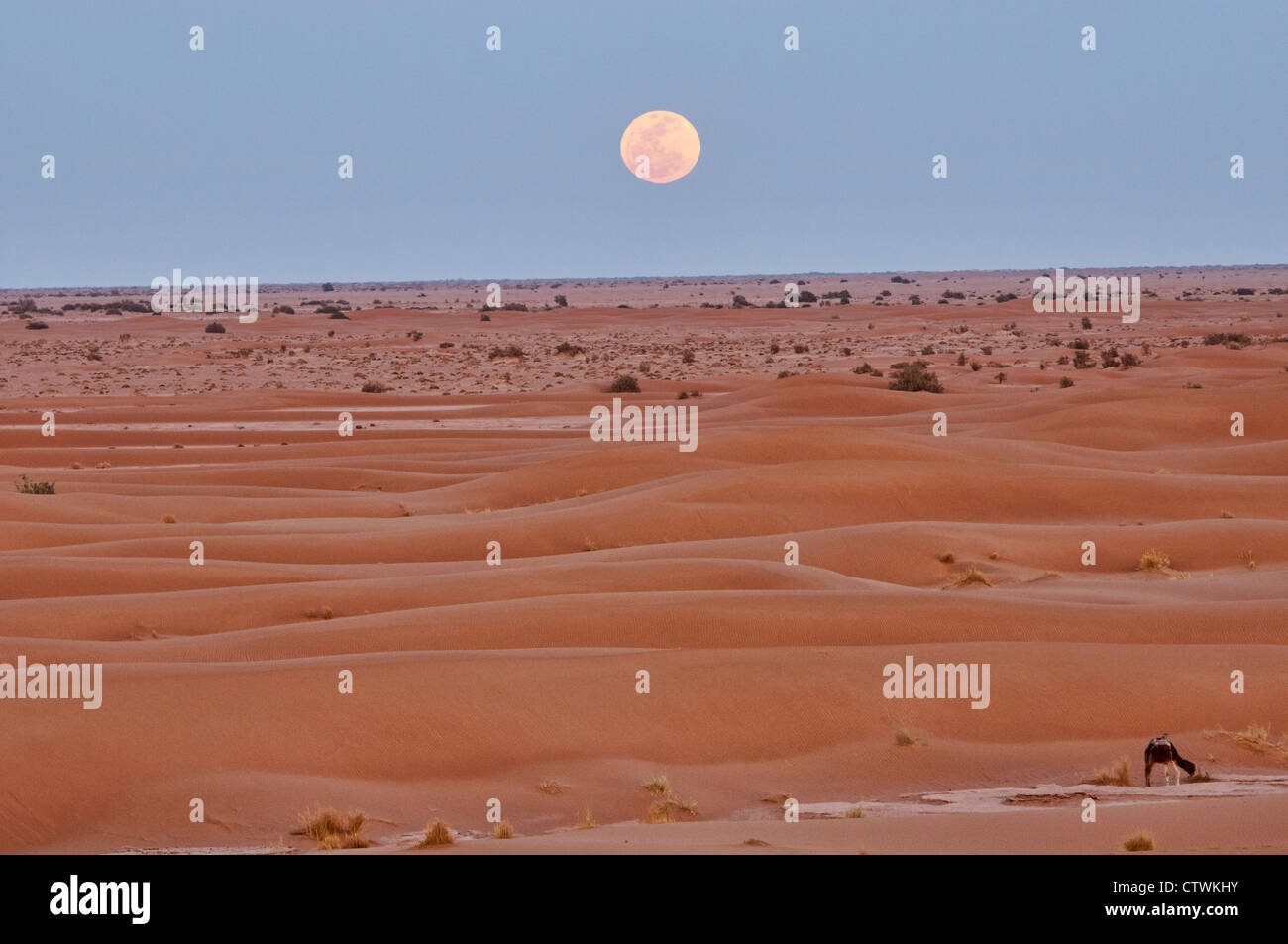 full moon over the Sahara Desert at Erg Chigaga, Morocco Stock Photo ...