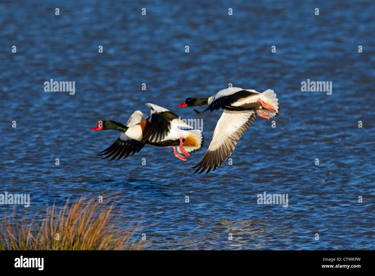 Shelduck hi-res stock photography and images - Alamy