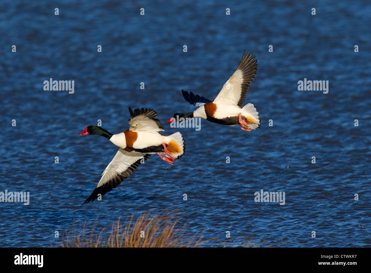 Flying shelduck hi-res stock photography and images - Alamy