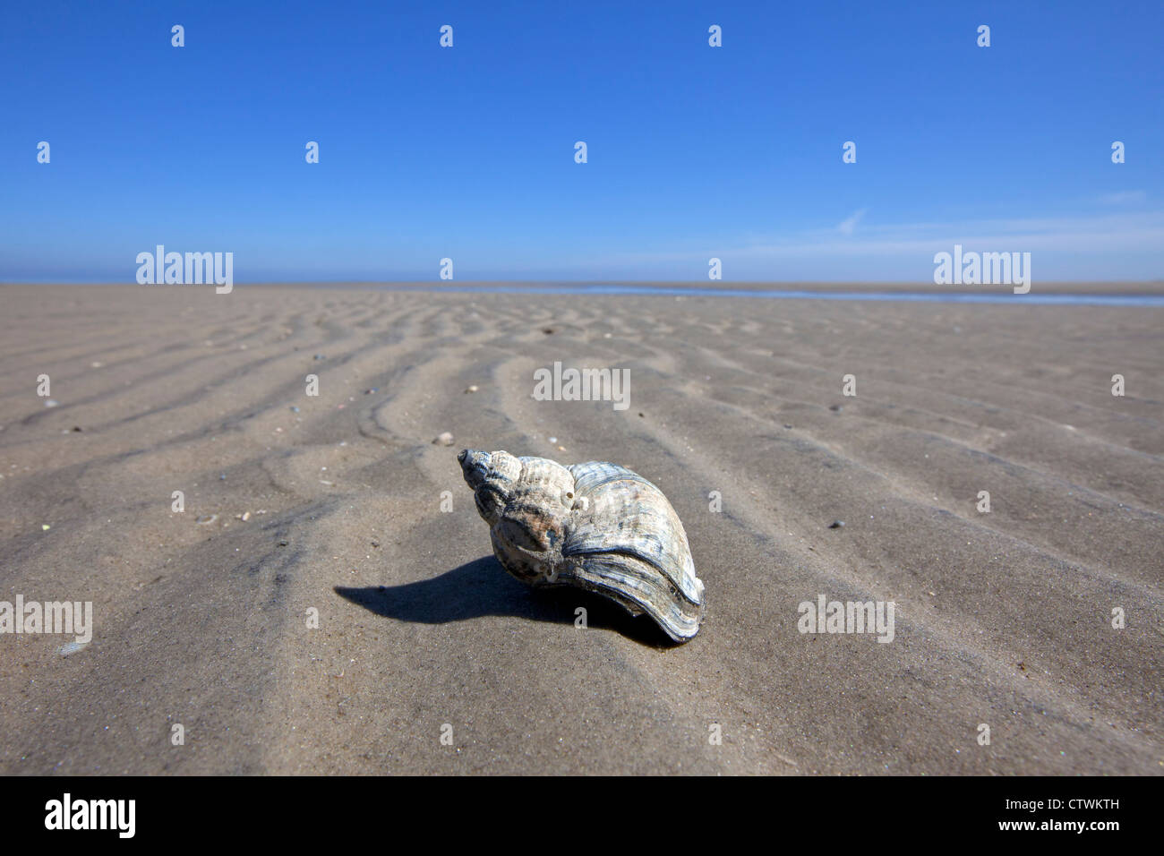 Sea snails uk beach hi-res stock photography and images - Alamy