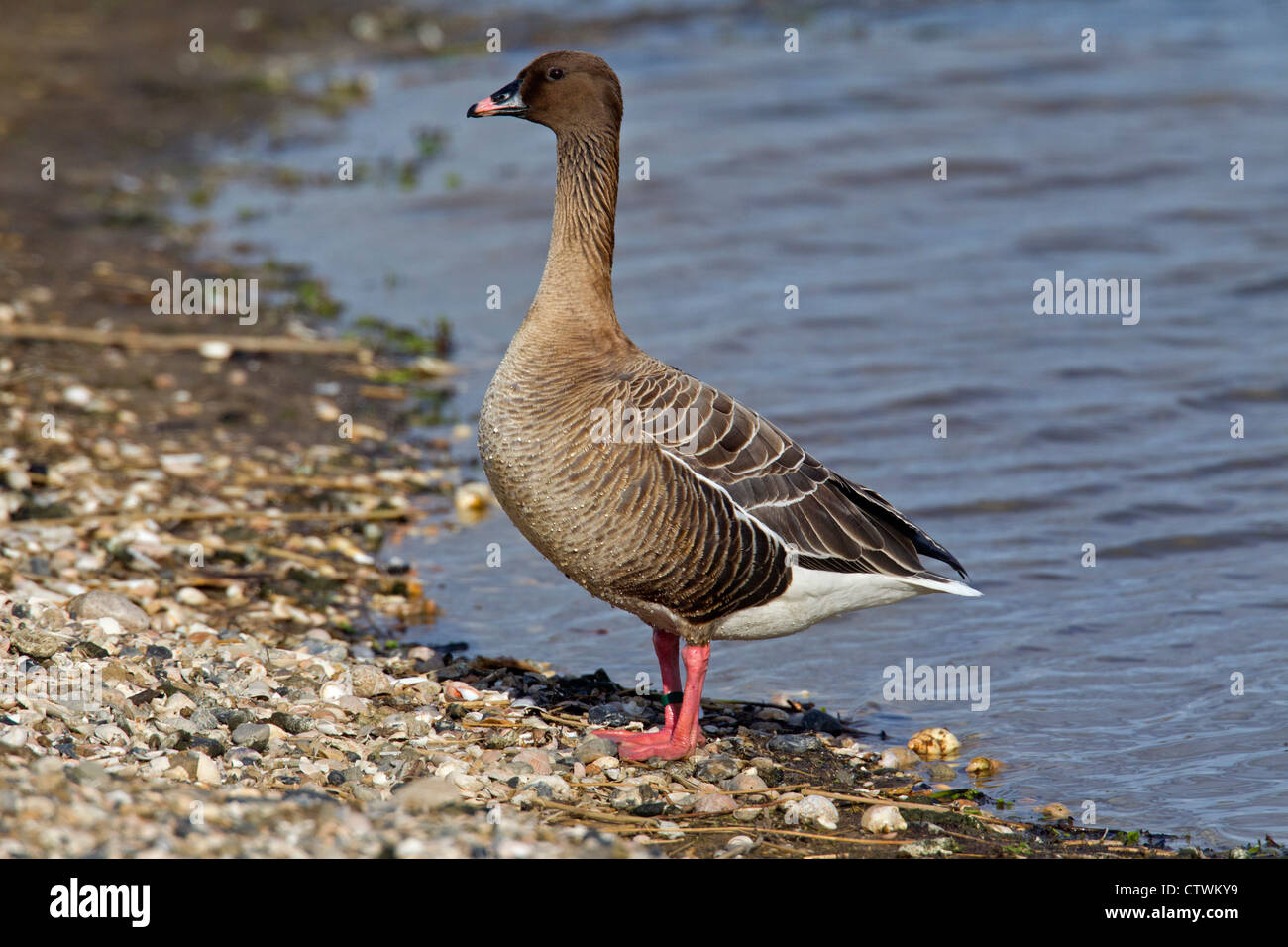 Pink-footed goose (Anser brachyrhynchus) portrait, Germany Stock Photo ...