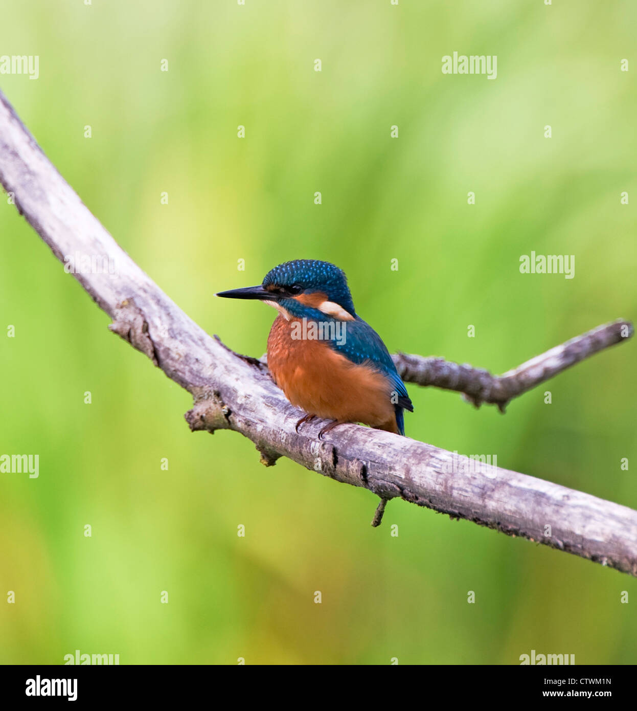 Kingfisher; Alcedo atthis Stock Photo - Alamy