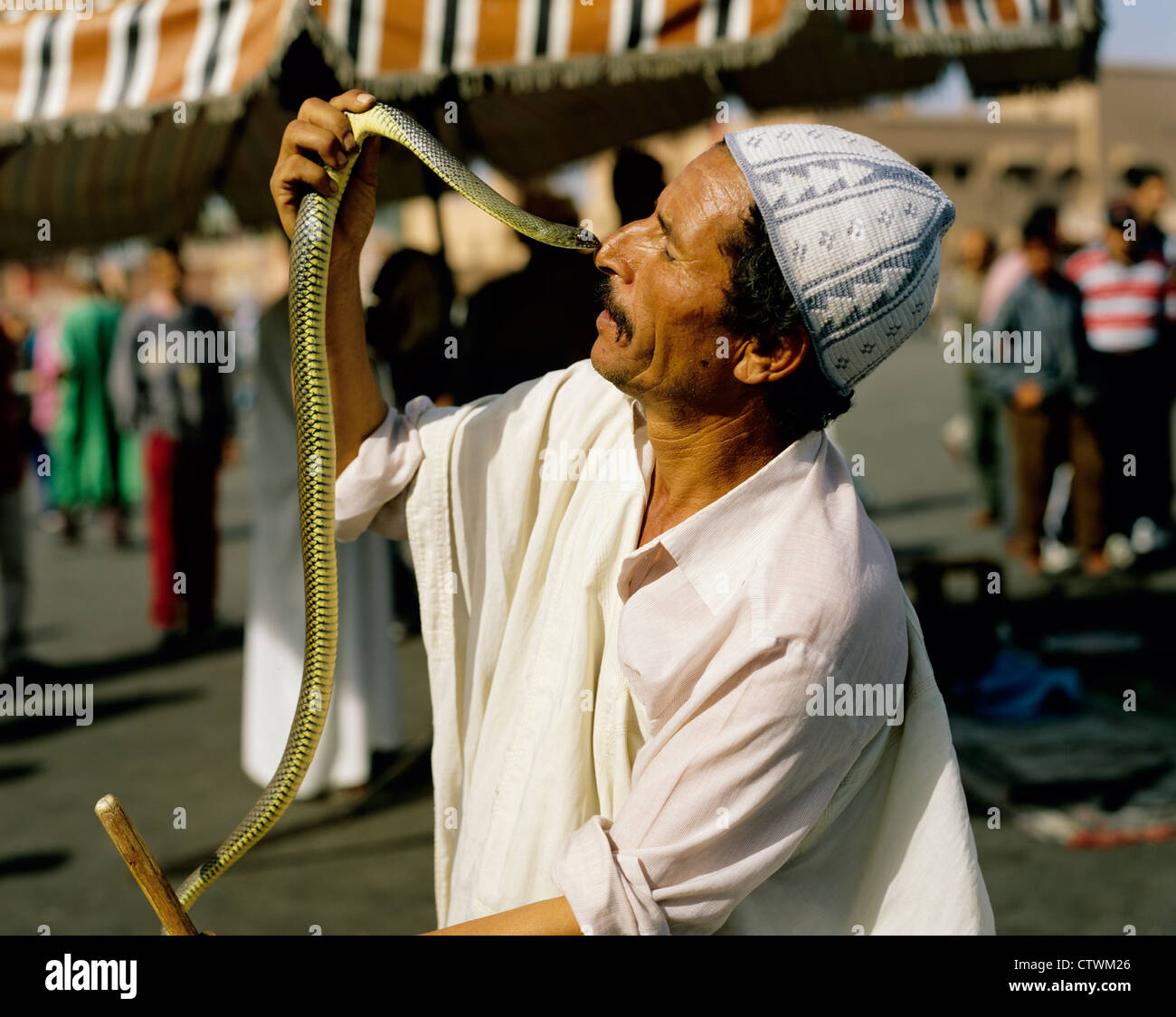 Poisonous snake cobra morocco hi-res stock photography and images - Alamy
