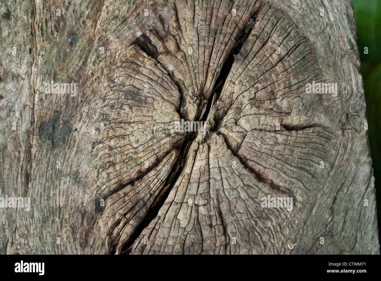 Close up of weathered wood with tree rings and splits and cracks Stock ...