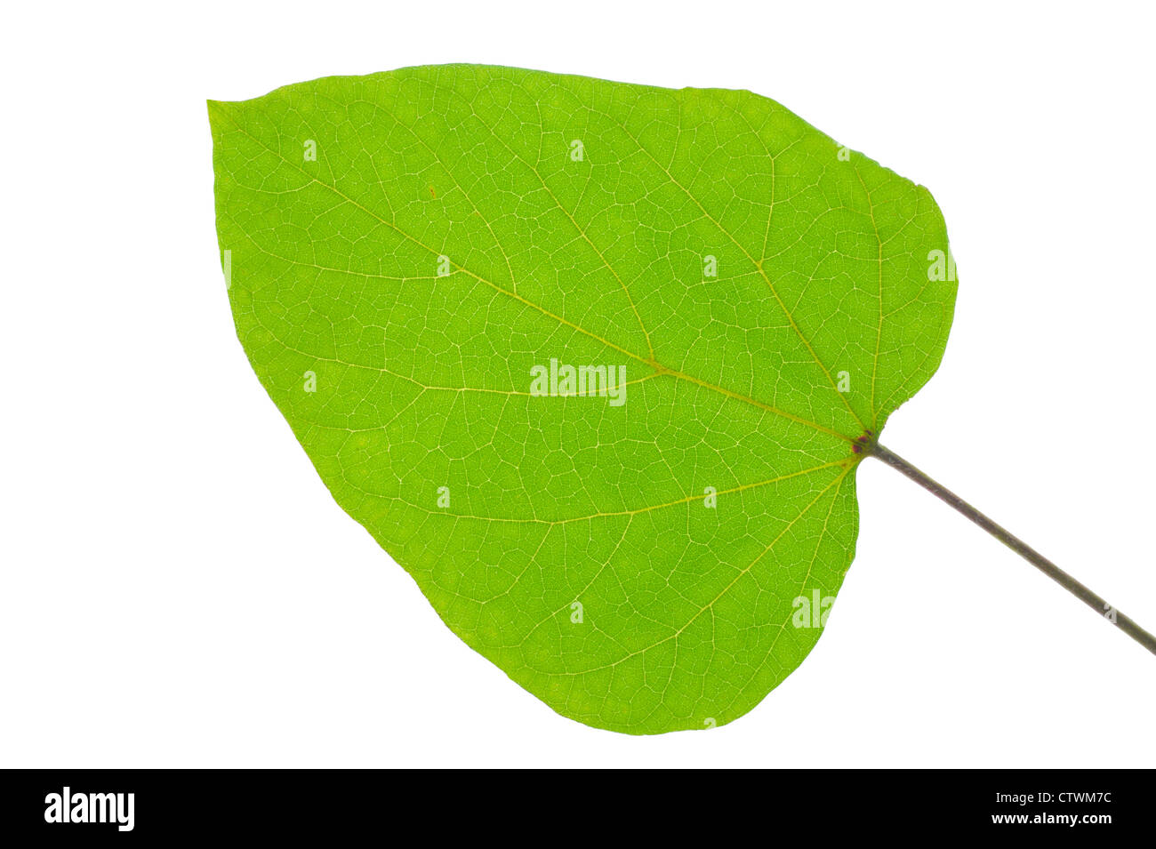 Cacao tree leaf Cut Out Stock Images & Pictures - Alamy