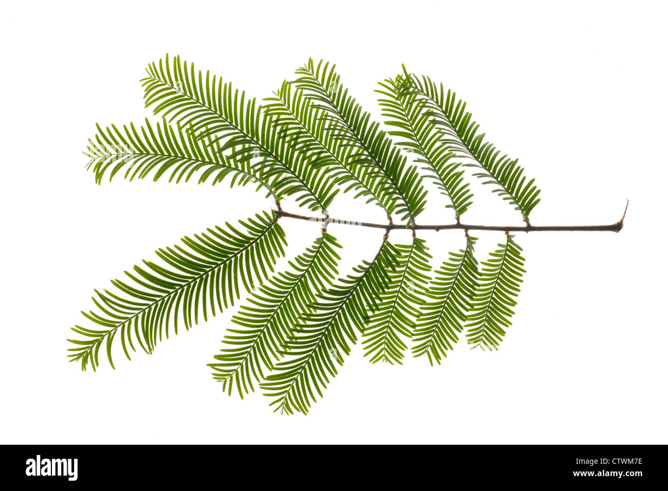 Tree leaves giant redwood hi-res stock photography and images - Alamy