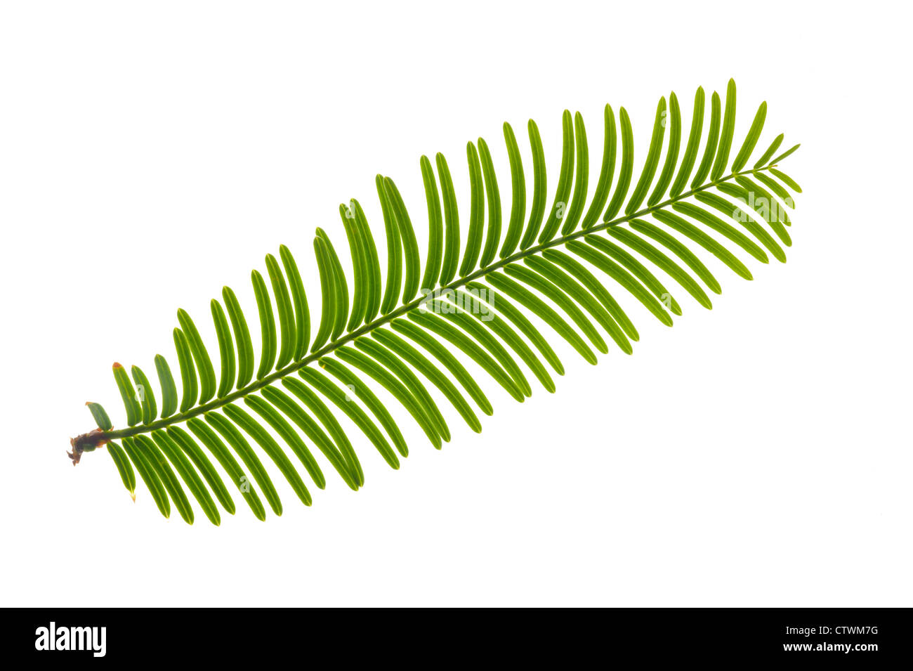 Leaf tree wood summer Cut Out Stock Images & Pictures - Alamy