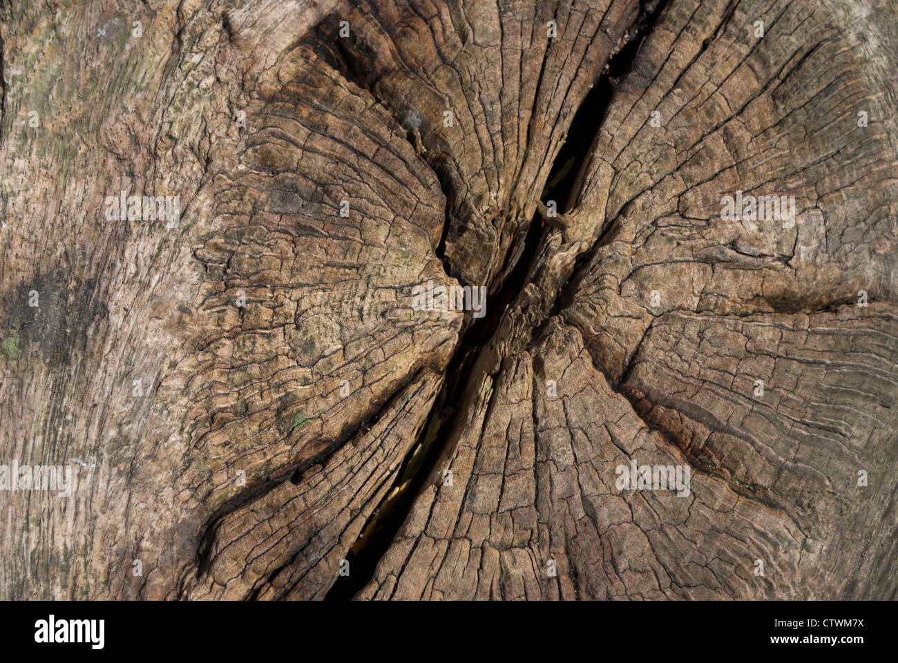 Close up of weathered wood with tree rings and splits and cracks Stock ...